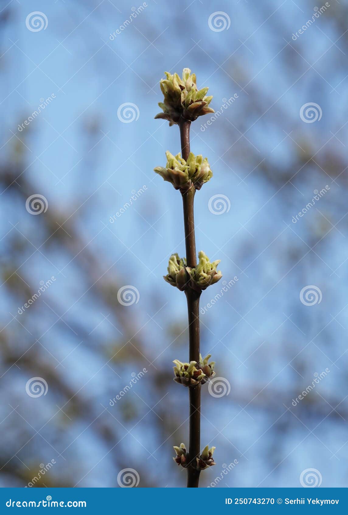 Blooming Buds on a Tree Branch Stock Photo - Image of beginning, spring ...
