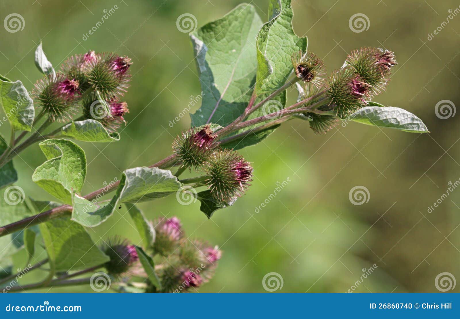 Blooming Bur Plant stock photo. Image of nusance, lesser - 26860740