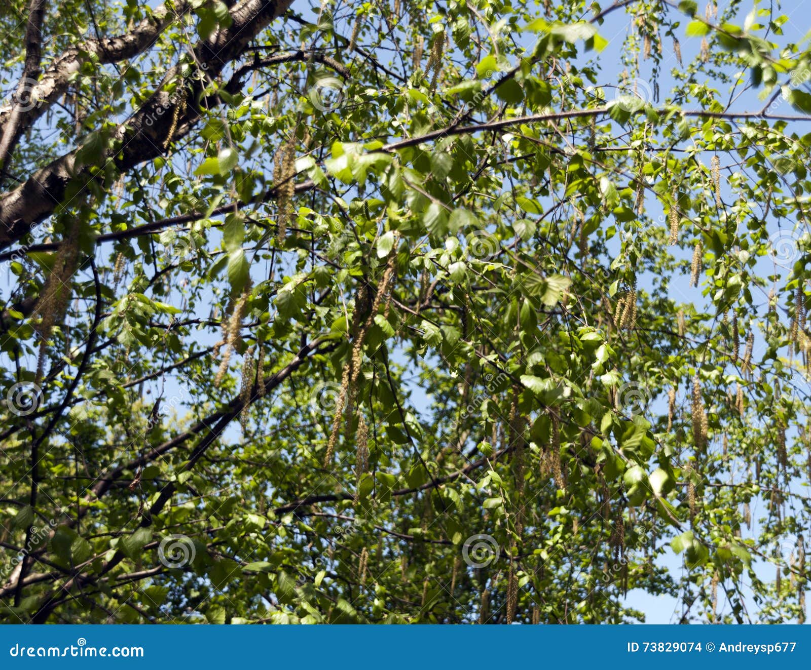 Blooming Bush of Alders Against the Sky Stock Photo - Image of petal ...