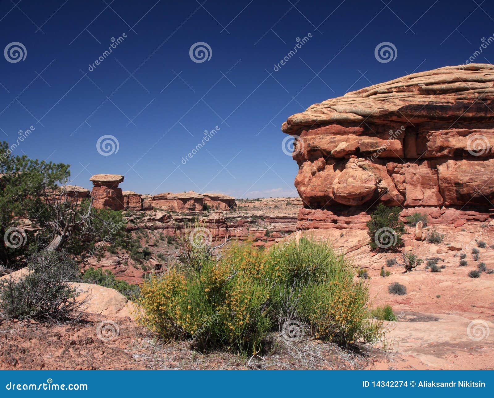 Blooming Bush in Canyonlands Stock Photo - Image of scenic, canyon ...