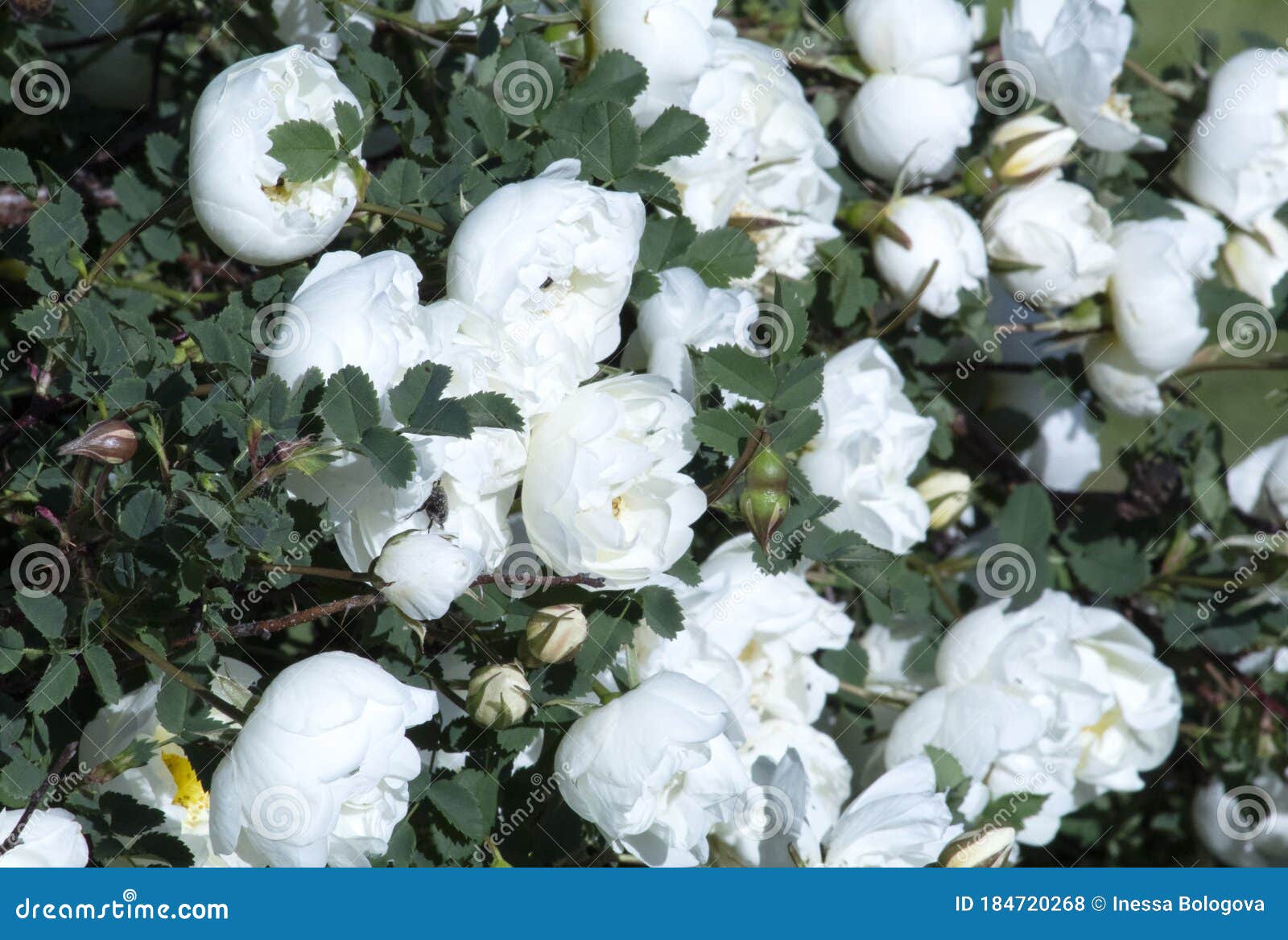 Blooming Bush of White Double Brier Stock Photo - Image of calm ...