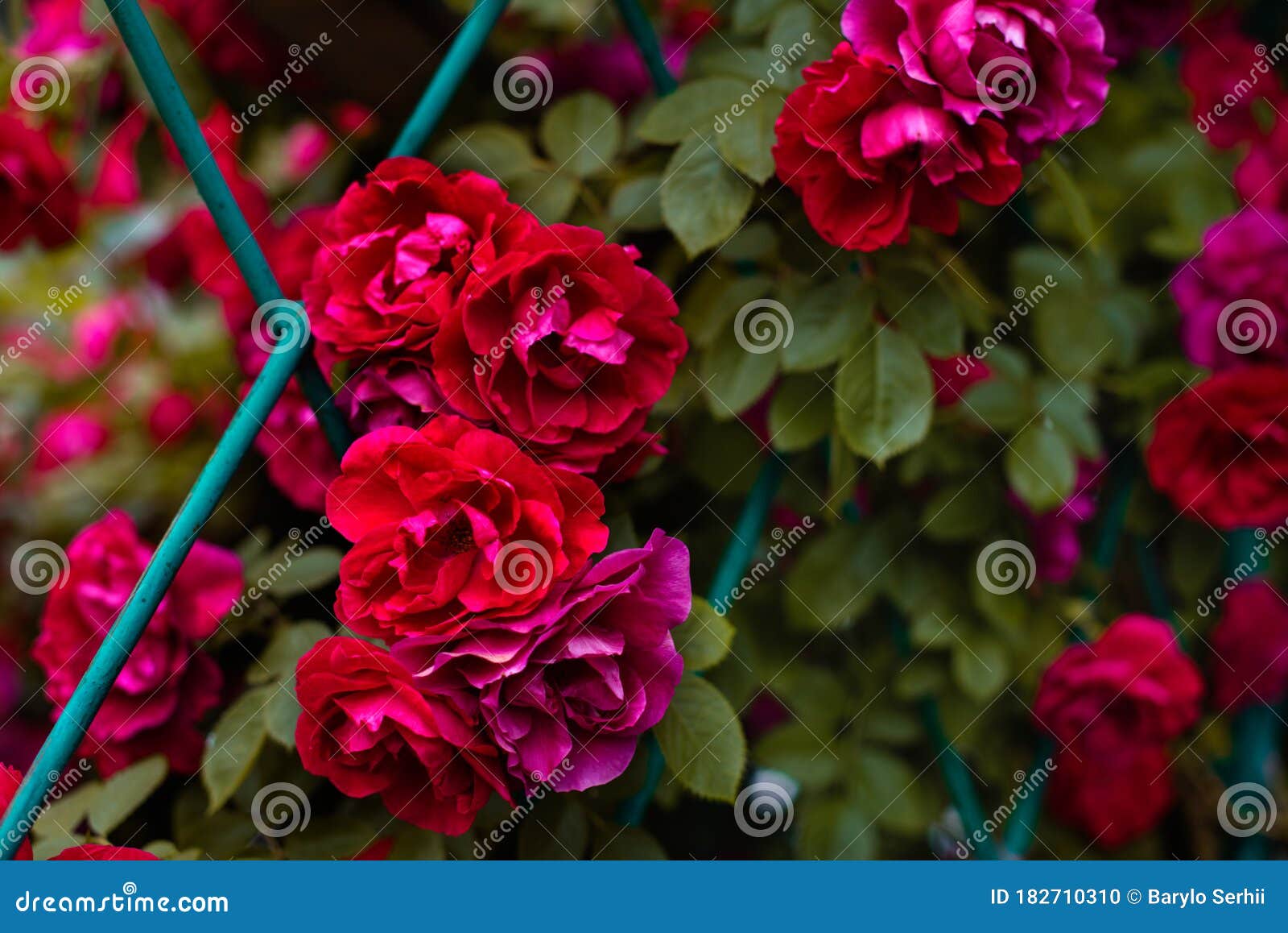 The Blooming Bushes of Roses in the Garden. Background of Rose Bushes ...