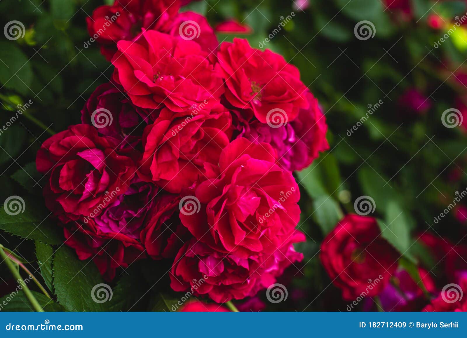 The Blooming Bushes of Roses in the Garden. Background of Rose Bushes ...