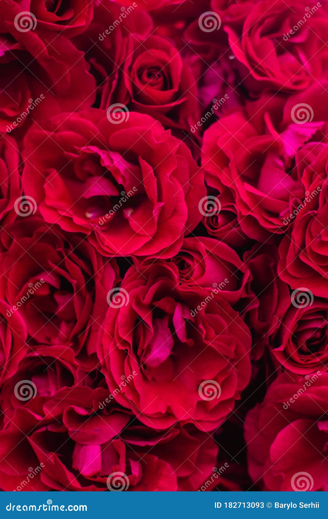 The Blooming Bushes of Roses in the Garden. Background of Rose Bushes ...