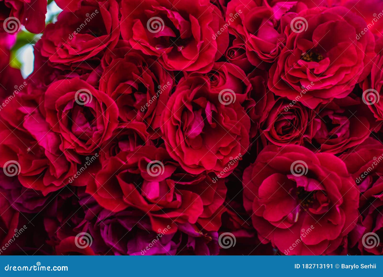 The Blooming Bushes of Roses in the Garden. Background of Rose Bushes ...