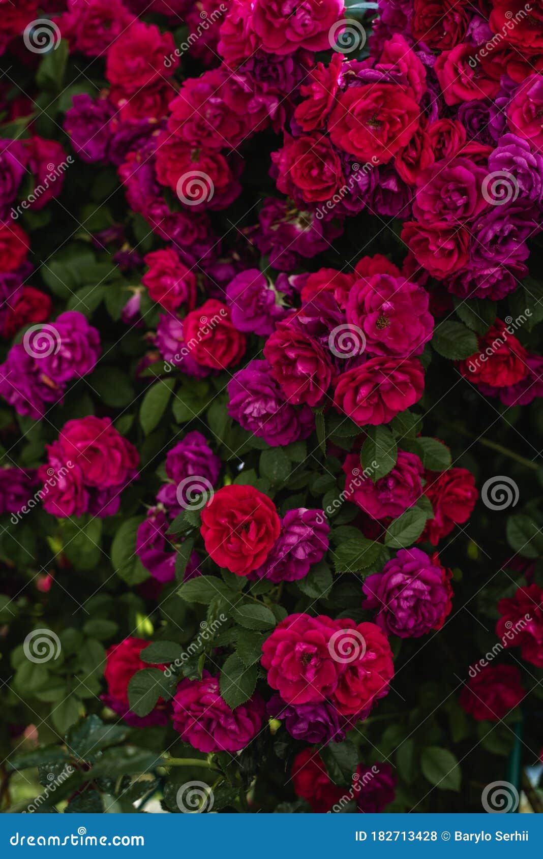The Blooming Bushes of Roses in the Garden. Background of Rose Bushes ...