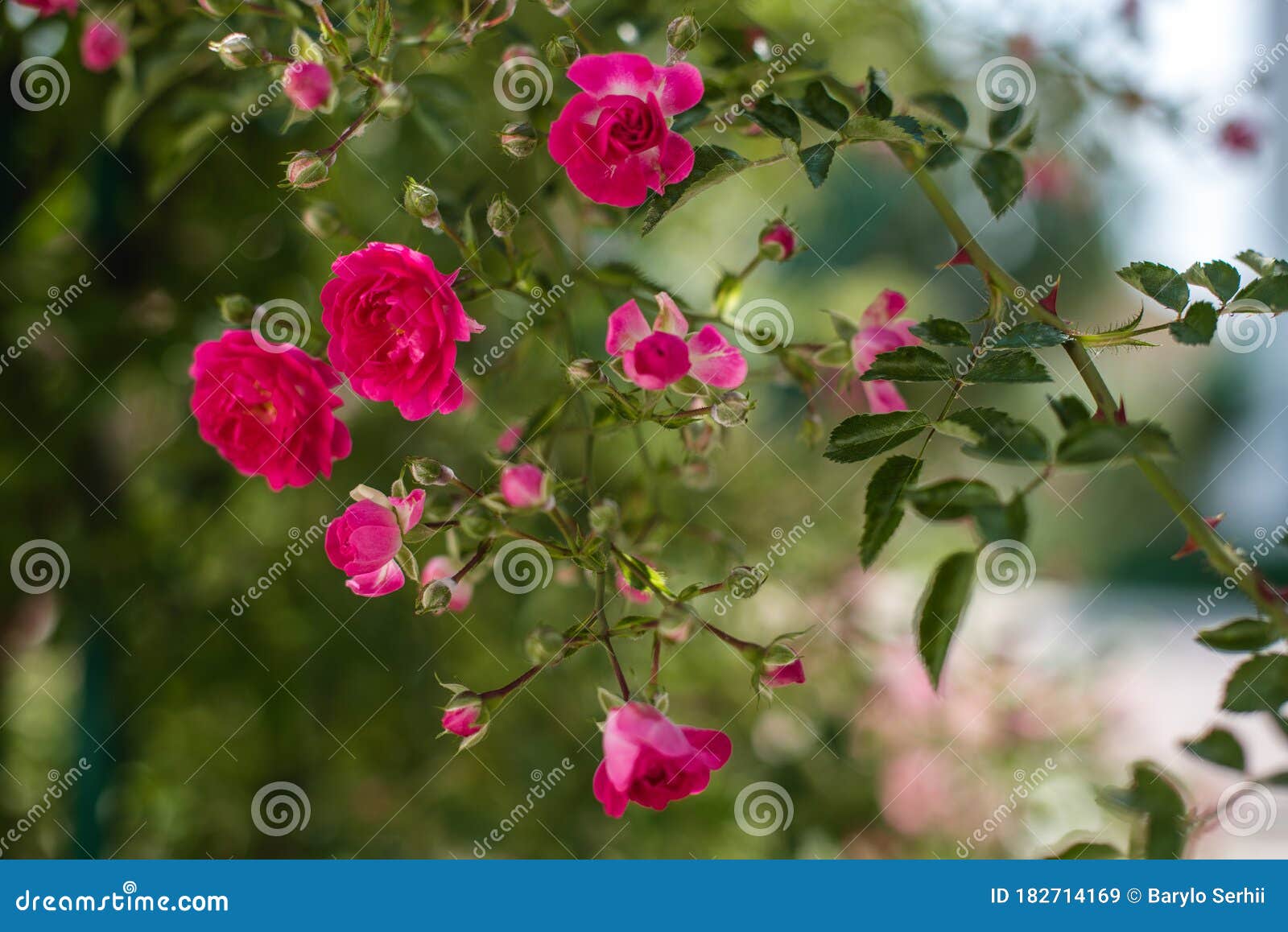 The Blooming Bushes of Roses in the Garden. Background of Rose Bushes ...