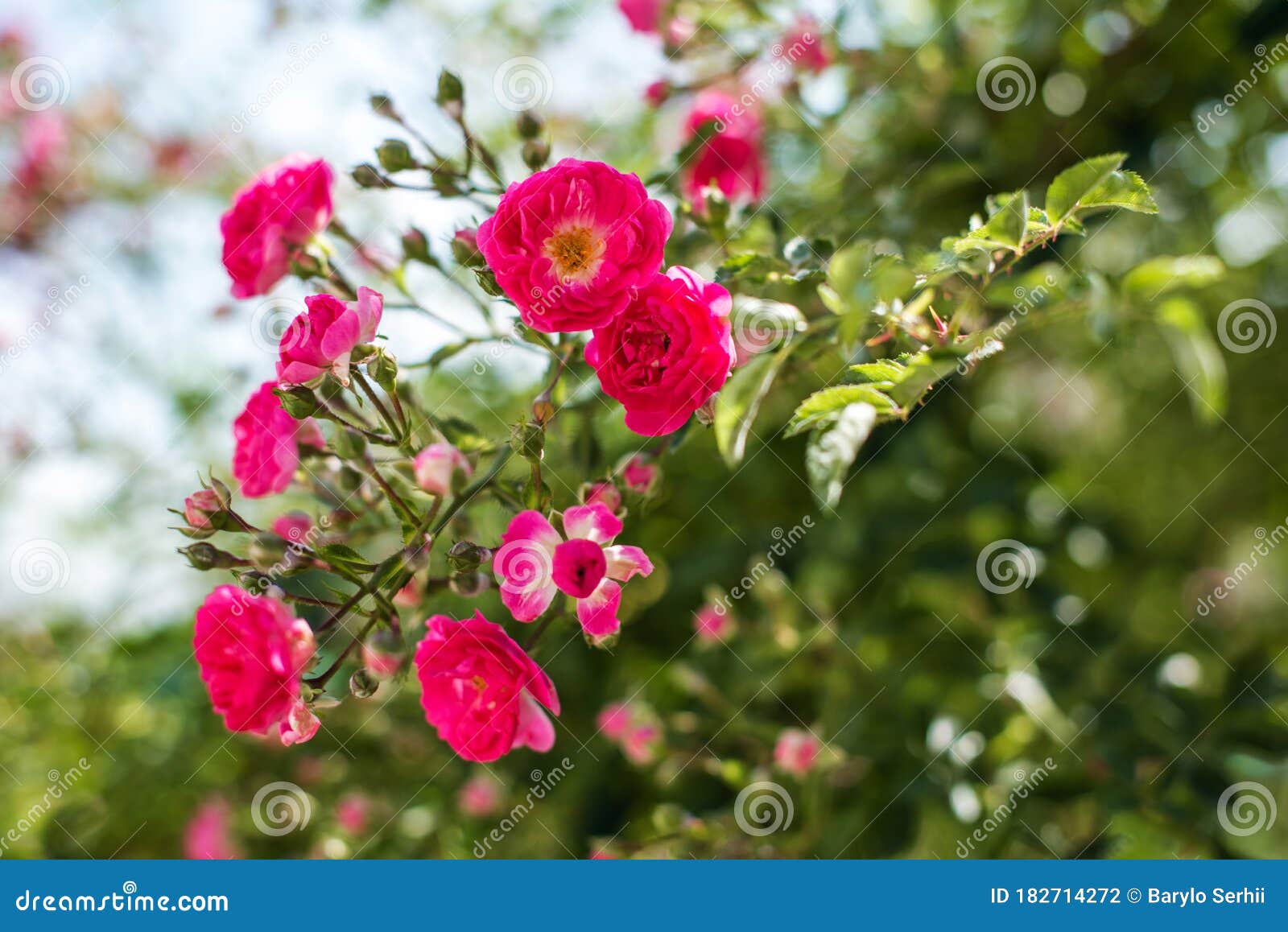The Blooming Bushes of Roses in the Garden. Background of Rose Bushes ...