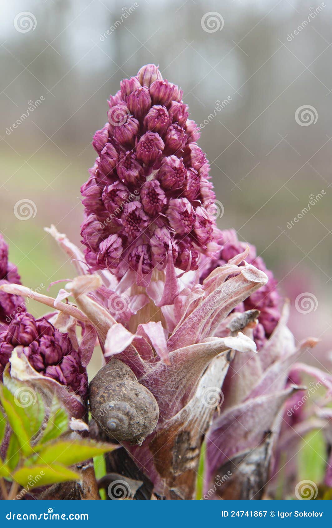 Blooming butterbur stock image. Image of thickets, burdock - 24741867