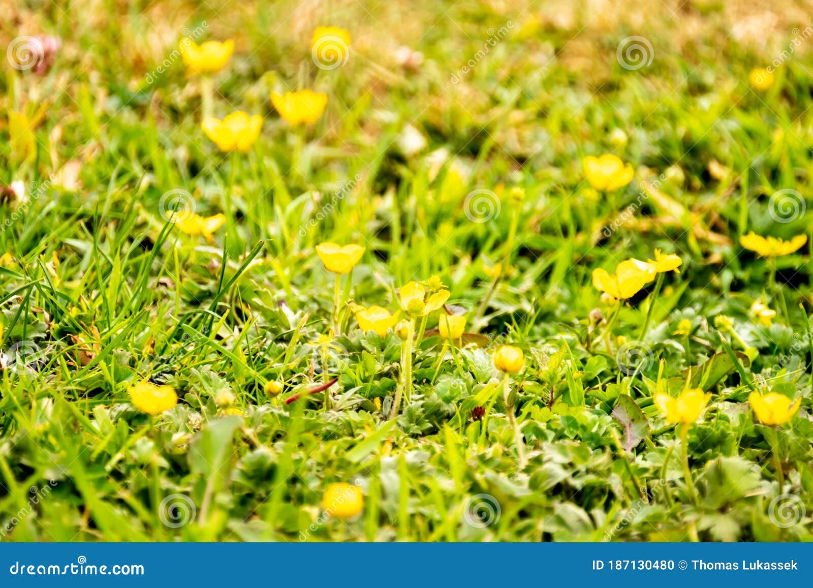 Blooming Buttercup in Spring on a Lawn Stock Photo - Image of botany ...