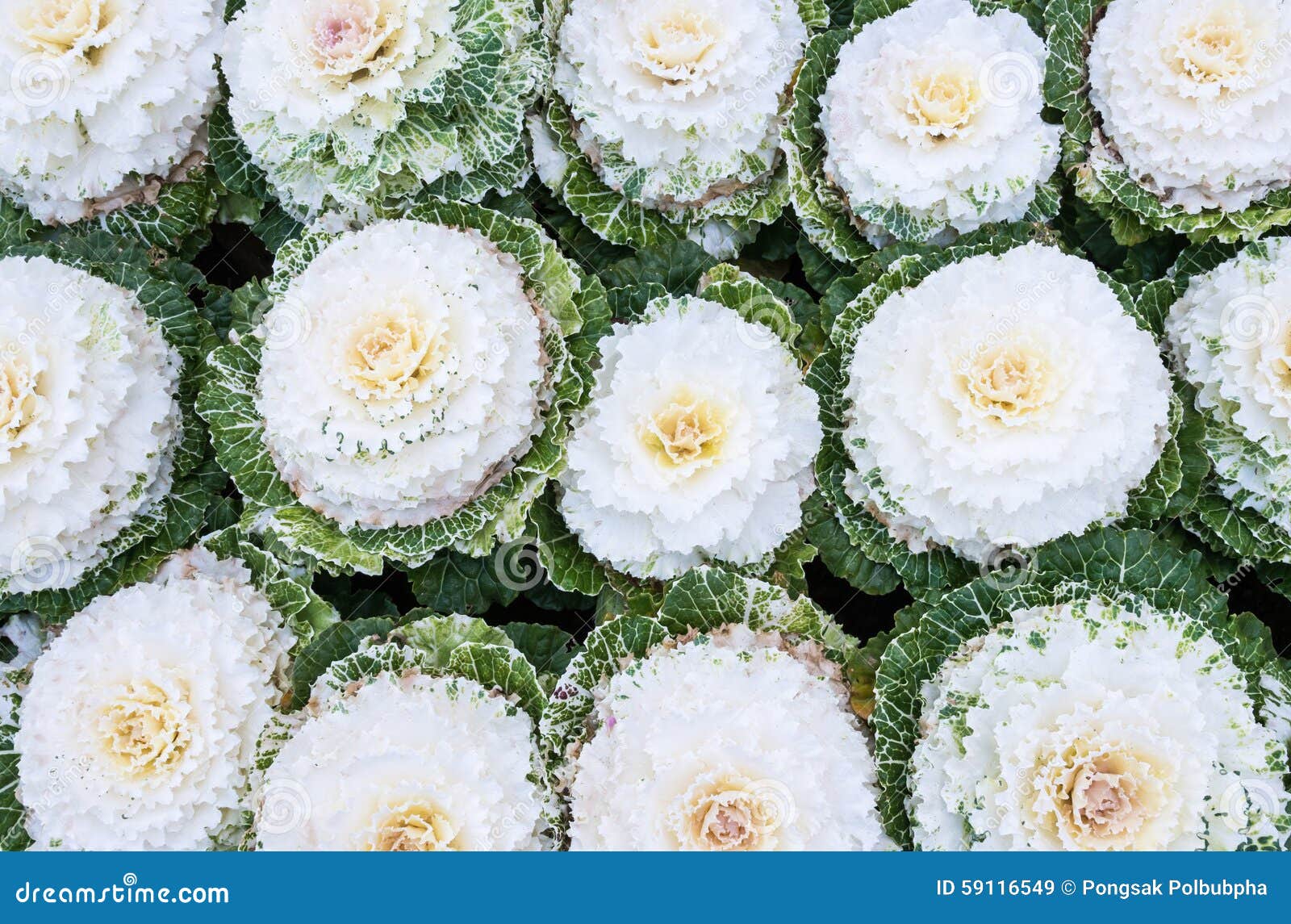 Blooming cabbage row stock image. Image of background - 59116549