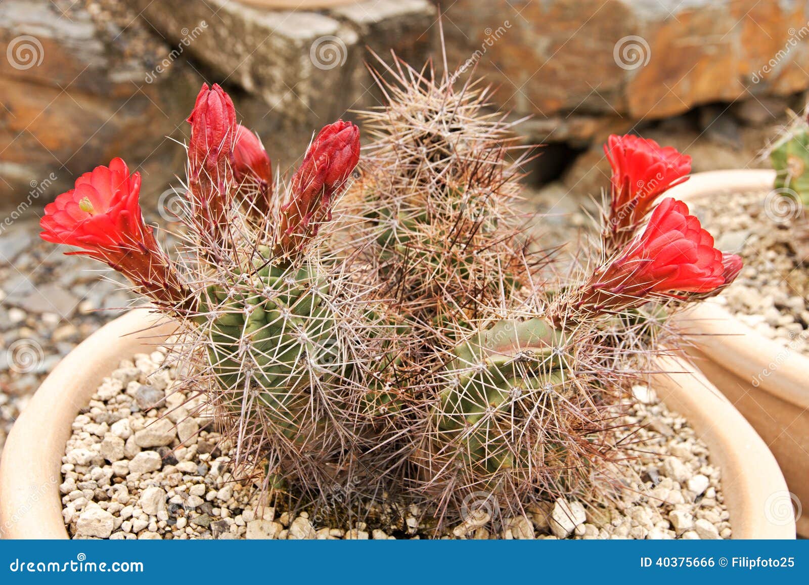 Blooming cacti stock photo. Image of spines, gravel, spring - 40375666