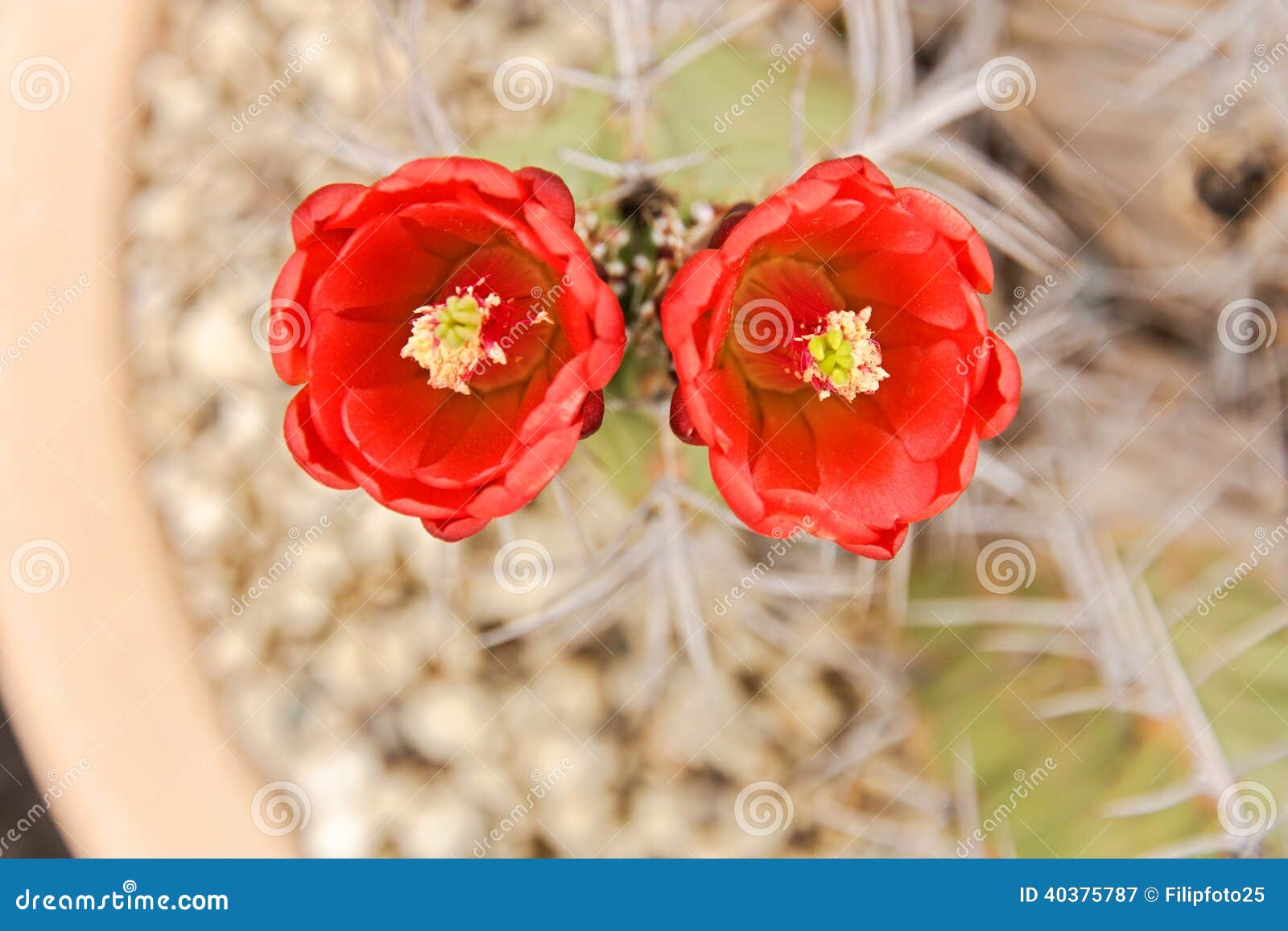 Blooming cacti stock image. Image of closeup, spring - 40375787