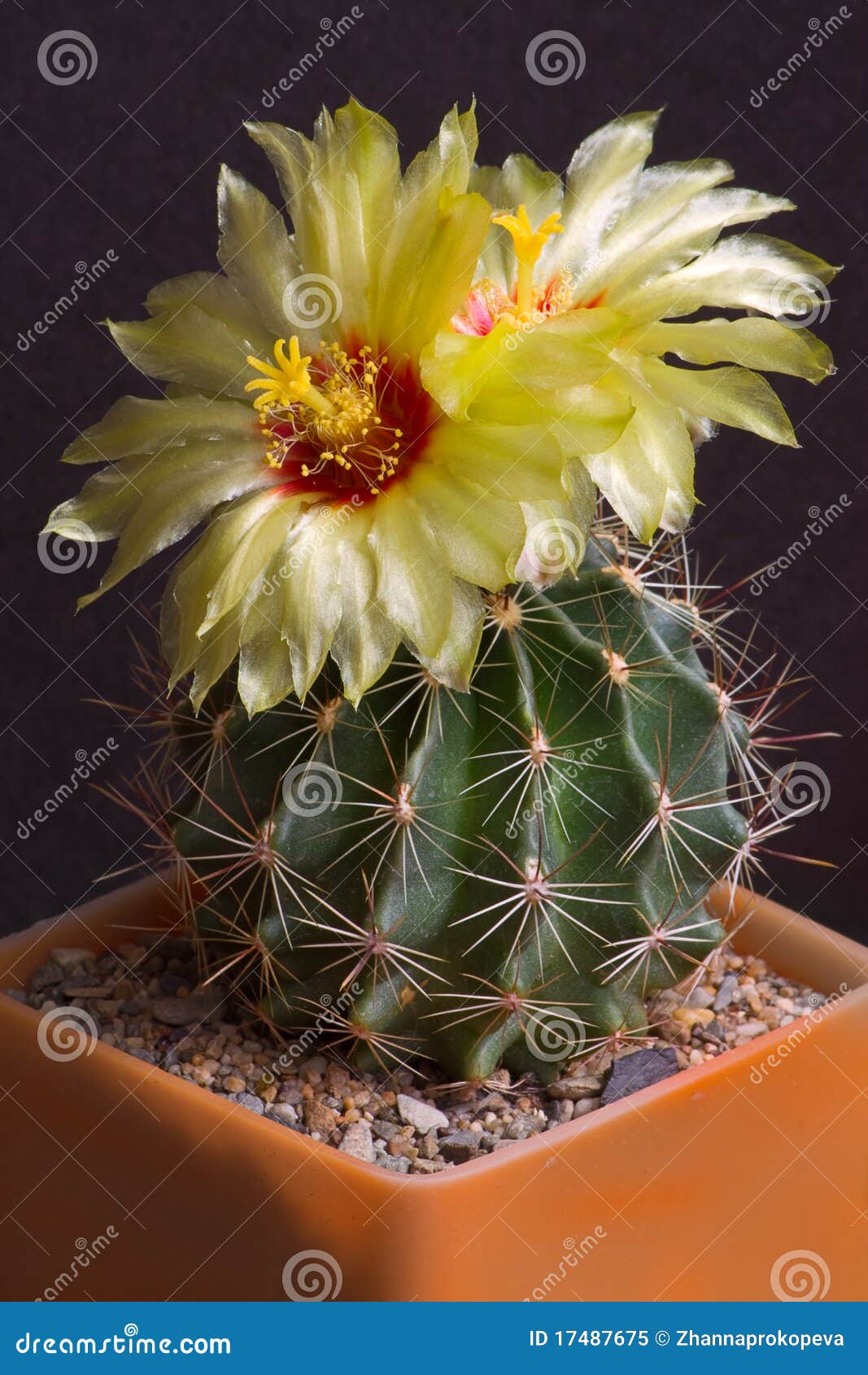 Blooming cactus stock image. Image of flowers, cactus - 17487675