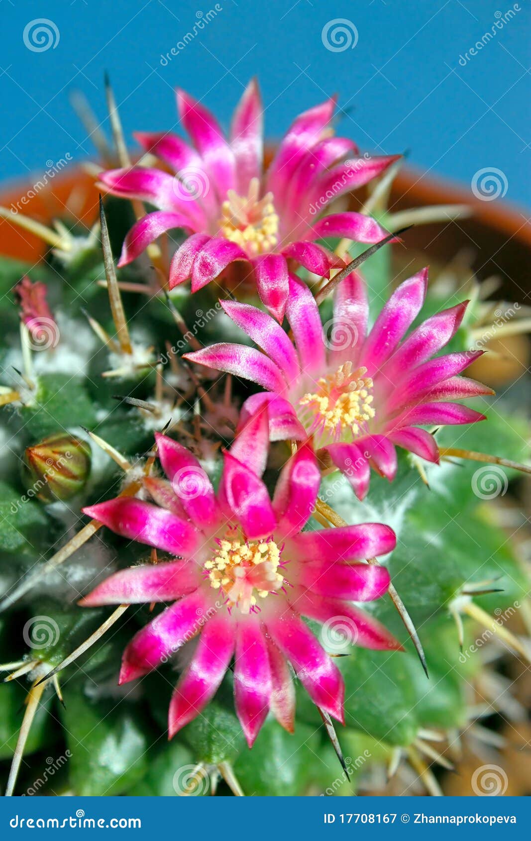 Blooming cactus stock image. Image of cactus, flowers - 17708167