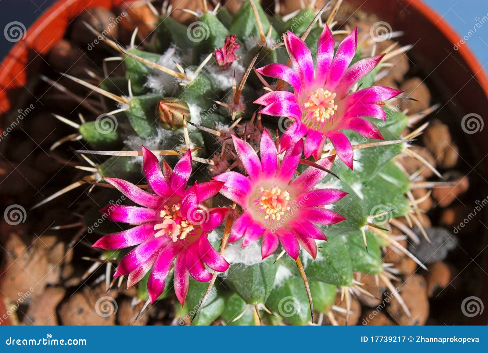 Blooming cactus stock image. Image of flowers, close - 17739217
