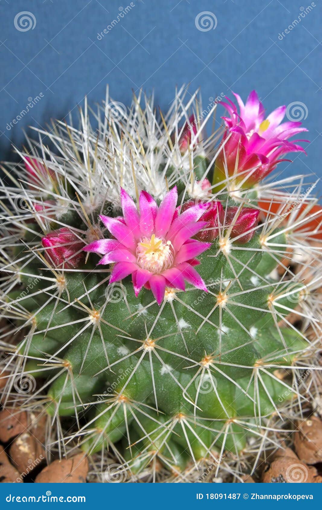 Blooming cactus stock image. Image of plant, botany, green - 18091487