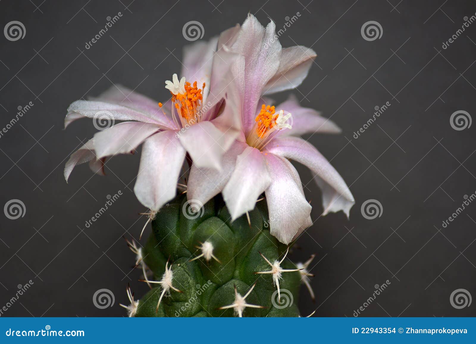 Blooming cactus stock photo. Image of dark, nature, green - 22943354