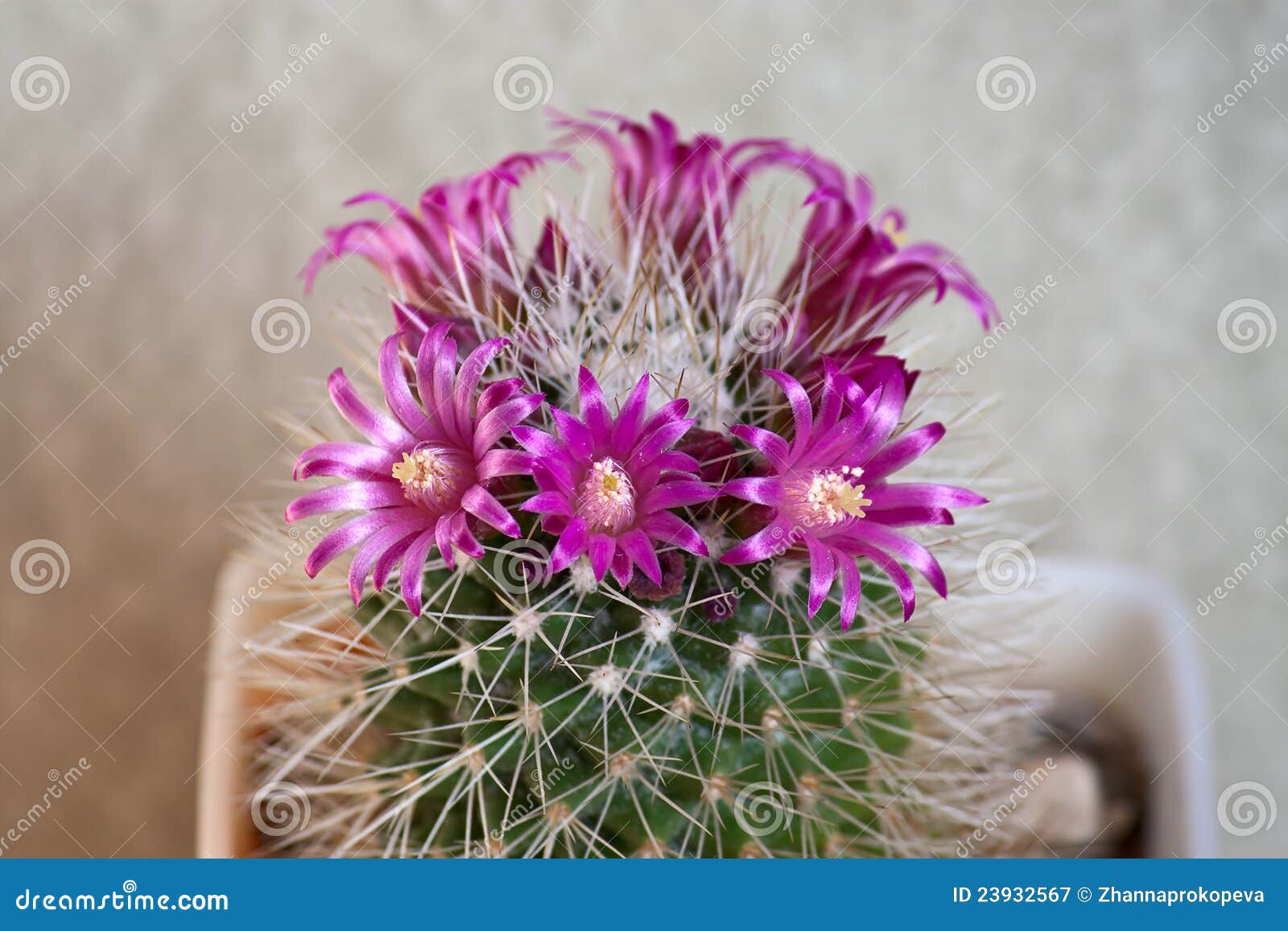 Blooming cactus stock image. Image of cactus, botany - 23932567