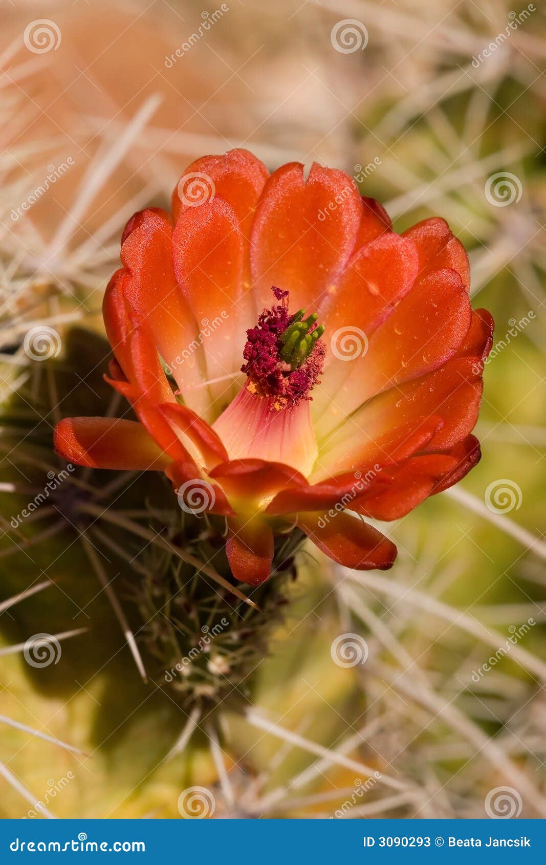 Blooming cactus stock image. Image of perennial, spike - 3090293