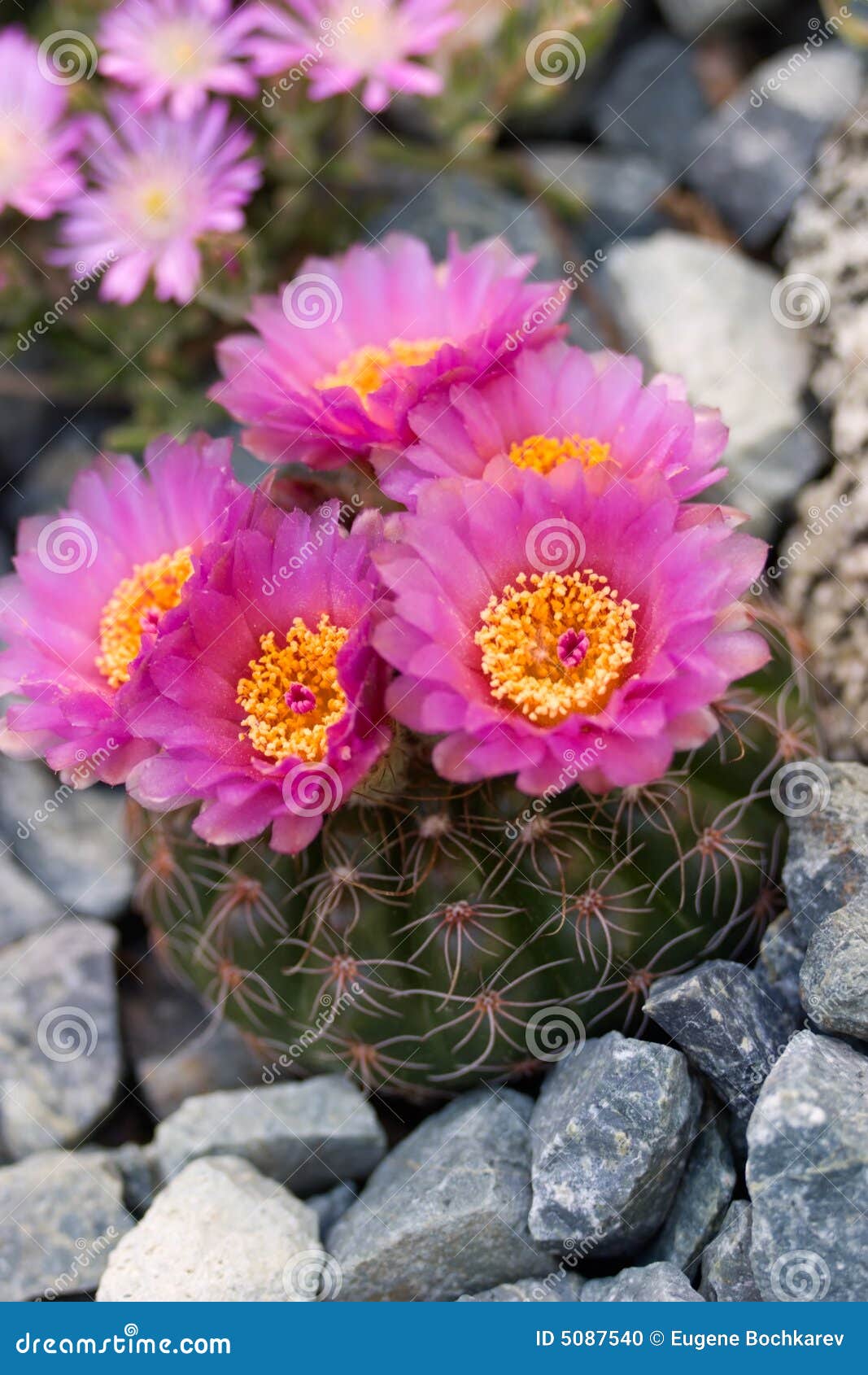 Blooming cactus stock photo. Image of springs, succulent - 5087540