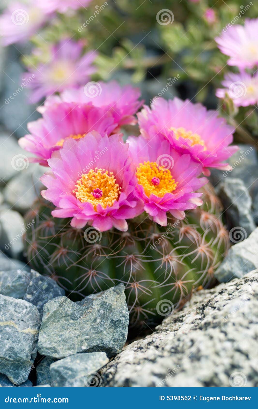 Blooming cactus stock photo. Image of sharp, summer, nature - 5398562