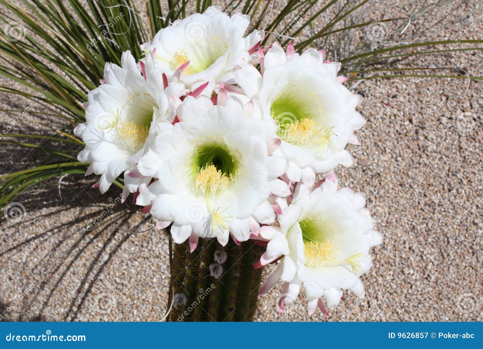 Blooming Cactus stock image. Image of sonoran, plant, beauty - 9626857