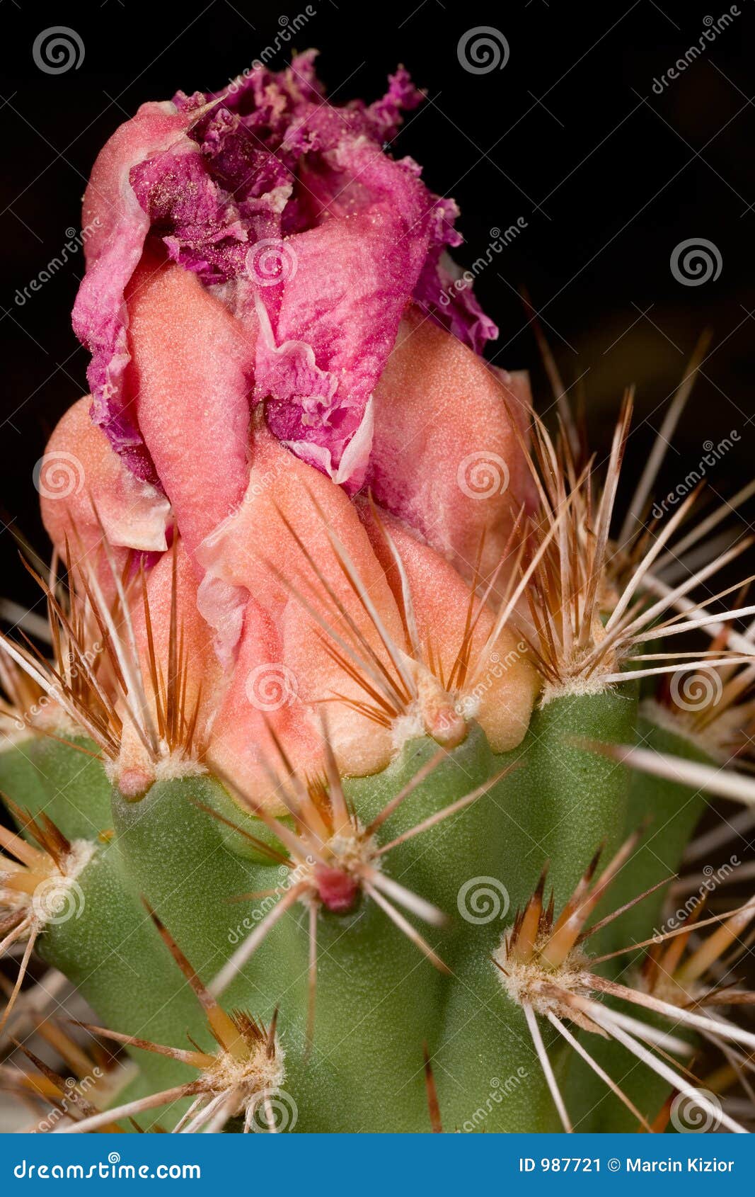 Blooming cactus stock image. Image of flora, close, spikes - 987721