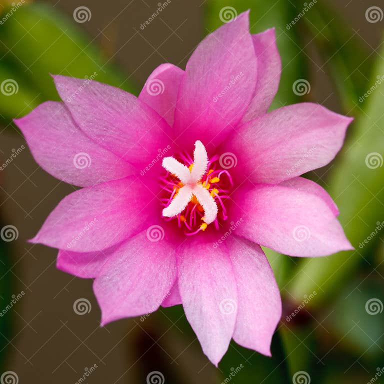 Blooming cactus flower stock photo. Image of stigma, anther - 25583304