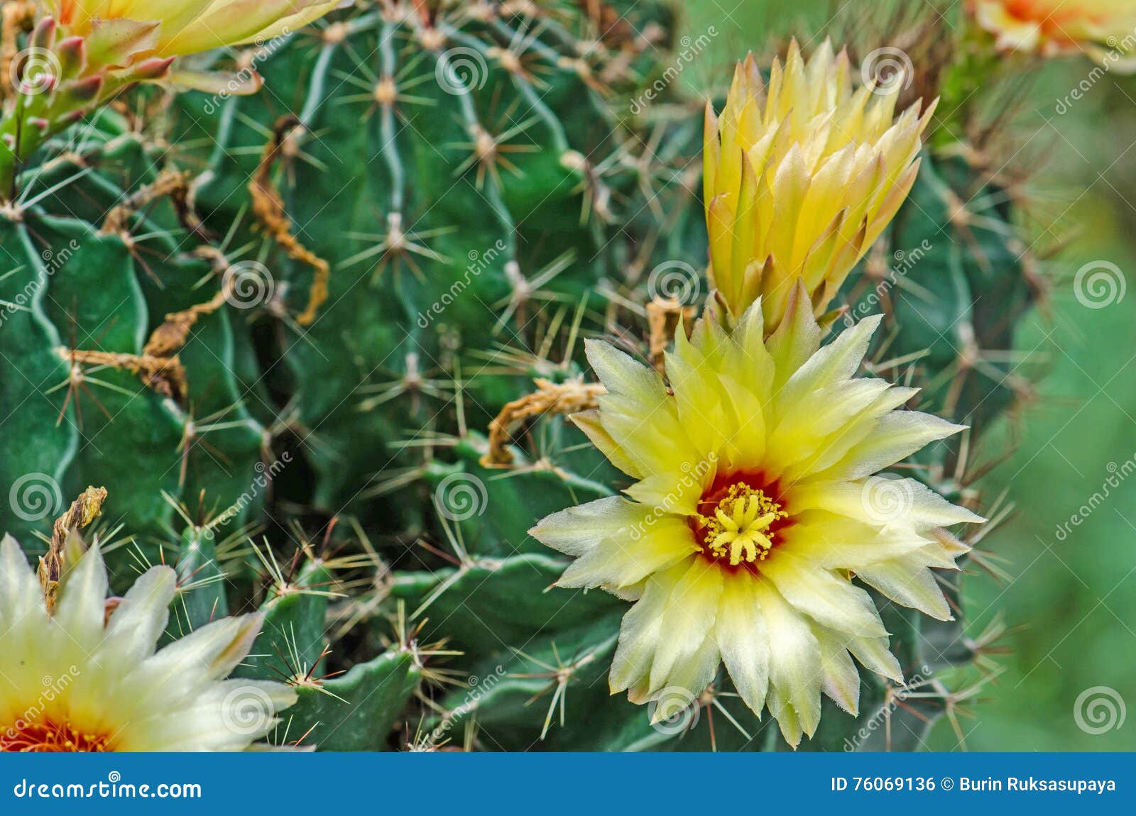 Blooming of cactus flower stock photo. Image of cactaceae - 76069136