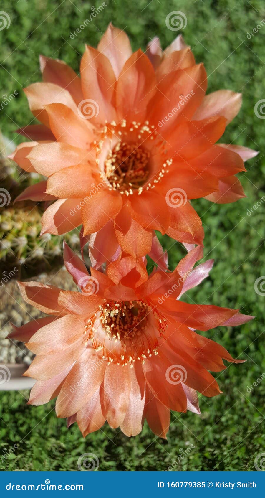Blooming Cactus stock image. Image of orange, cactus - 160779385
