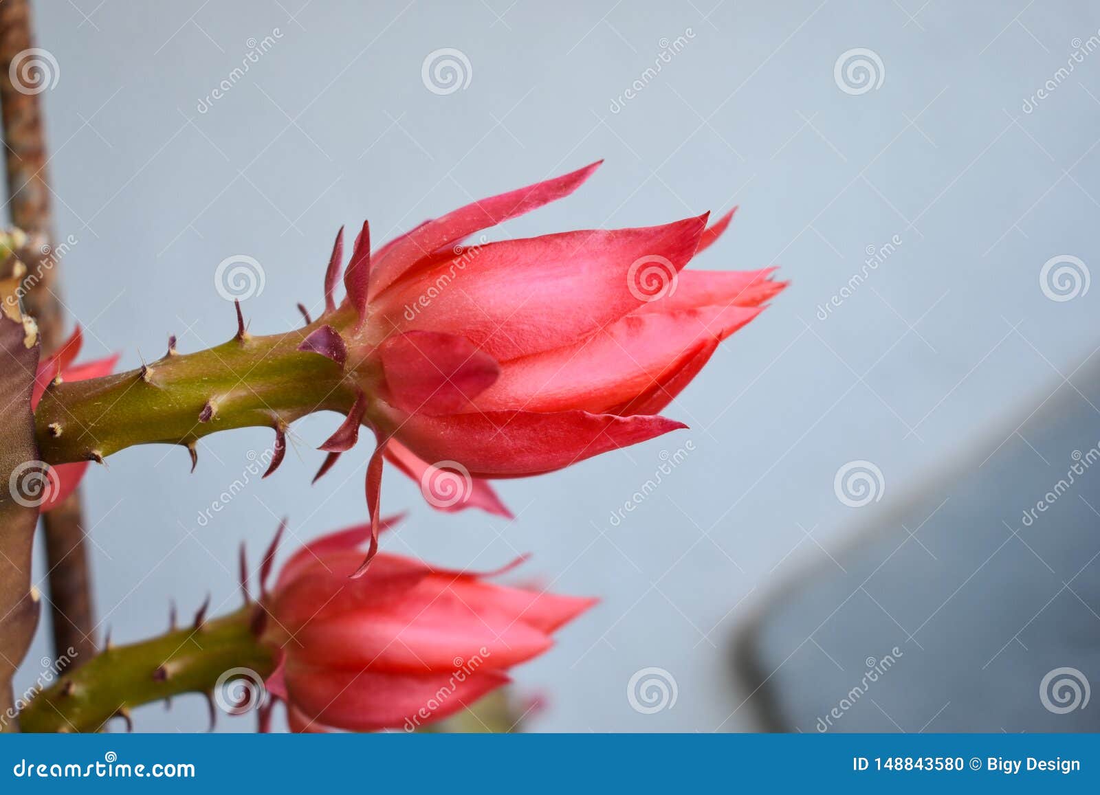 Blooming Cactus Flower. Summer Flowers Stock Photo - Image of cactus ...