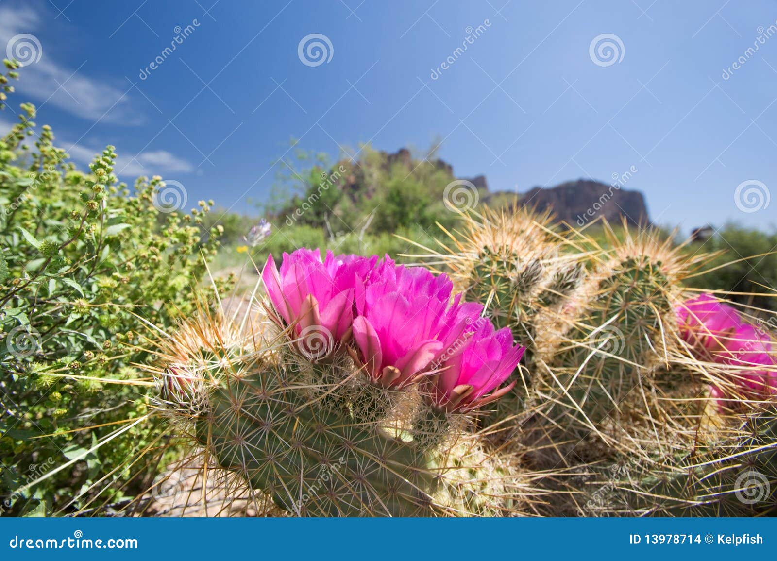 Blooming cactus flowers stock photo. Image of blooming - 13978714