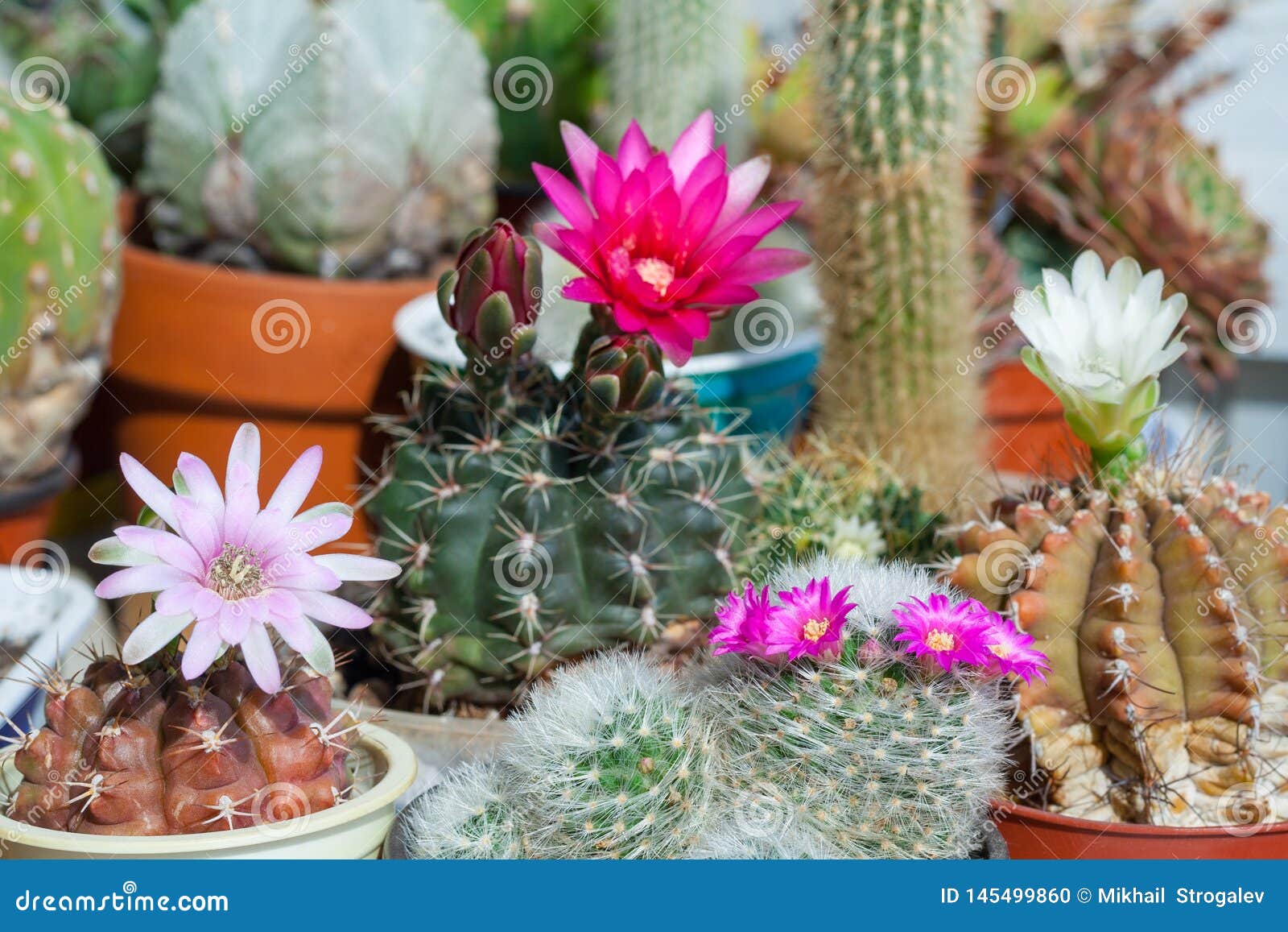 A blooming cactus garden stock photo. Image of nature - 145499860