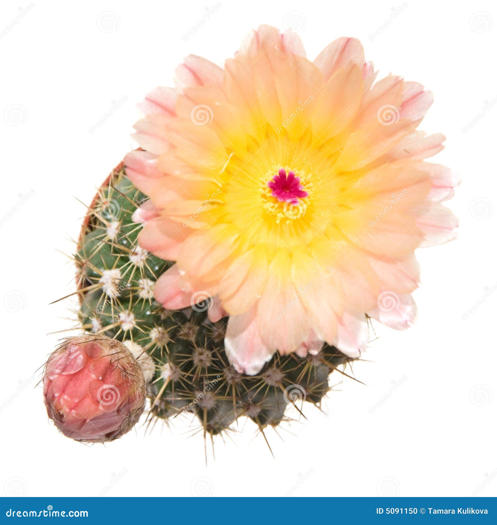 Blooming cactus, isolated stock photo. Image of blooming - 5091150