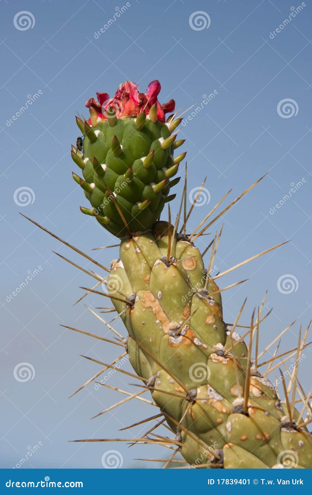 Blooming Cactus at La Palma, Spain Stock Image - Image of petal ...