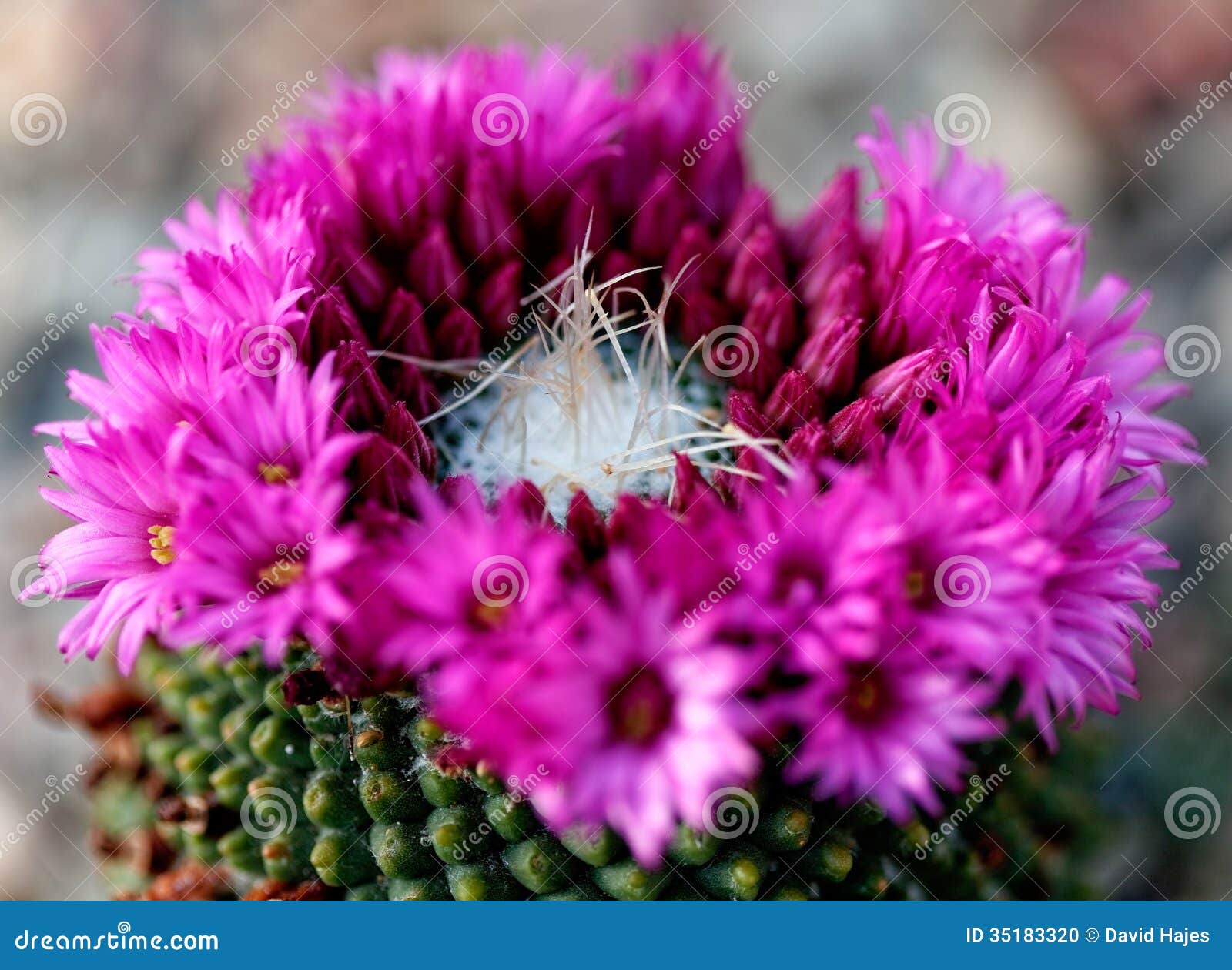 Blooming cactus stock photo. Image of magenta, petals - 35183320