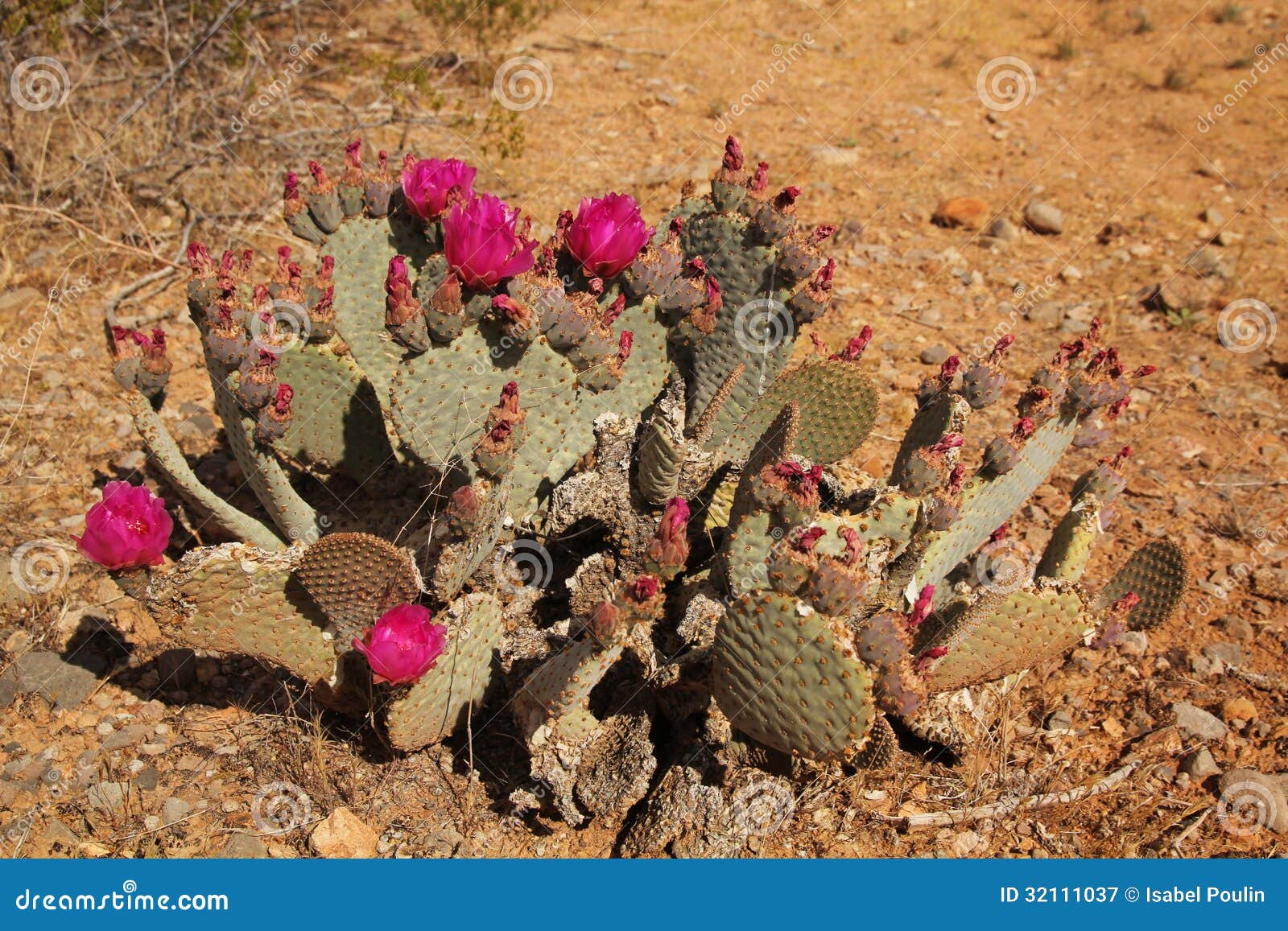 Blooming cactus stock image. Image of desert, exotic - 32111037