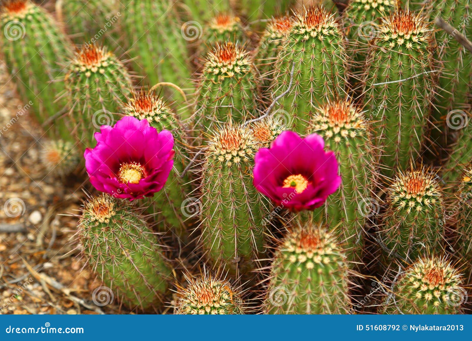 Blooming cactus stock photo. Image of acid, drought, flower - 51608792