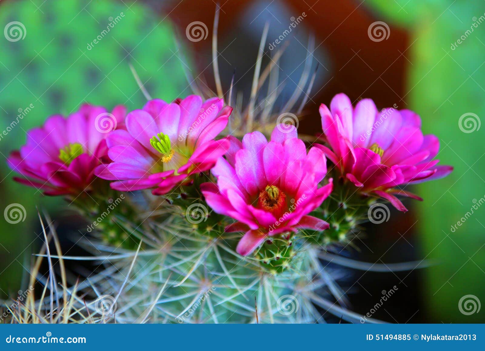 Blooming cactus stock image. Image of blooming, photosynthesis - 51494885