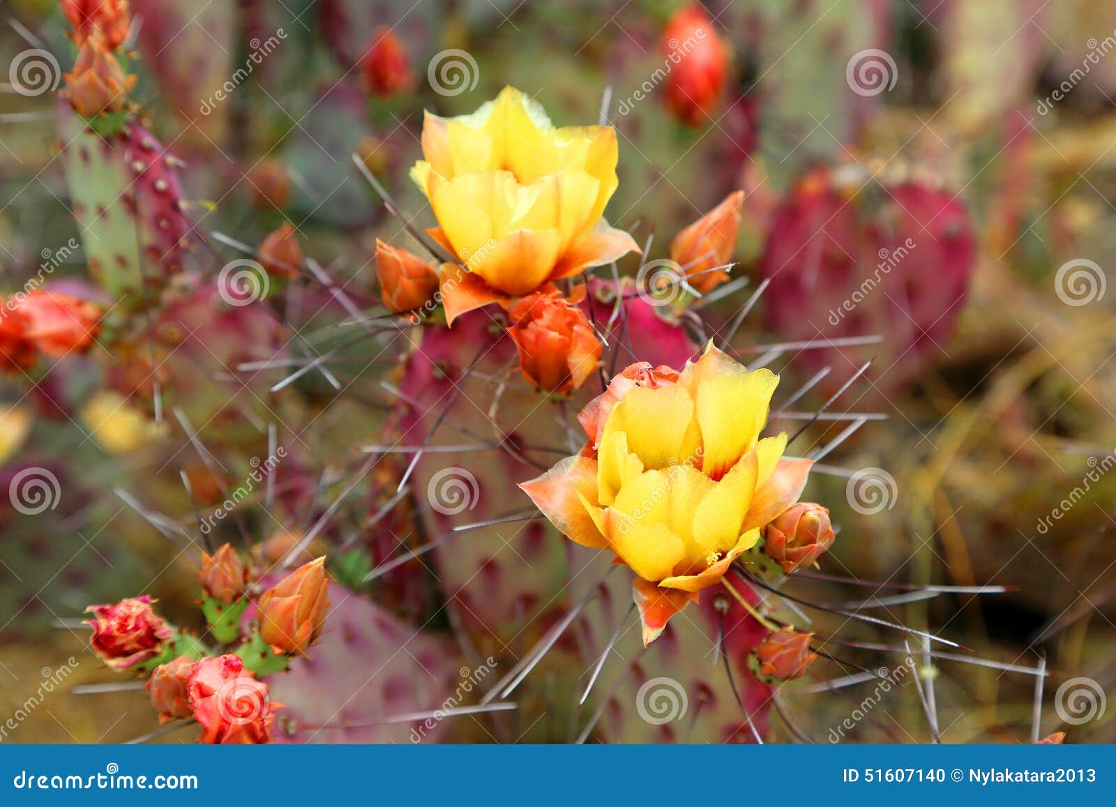 Blooming cactus stock photo. Image of blooming, flowers - 51607140