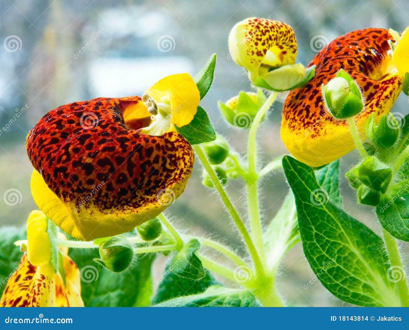 Blooming calceolaria stock photo. Image of flower, green - 18143814