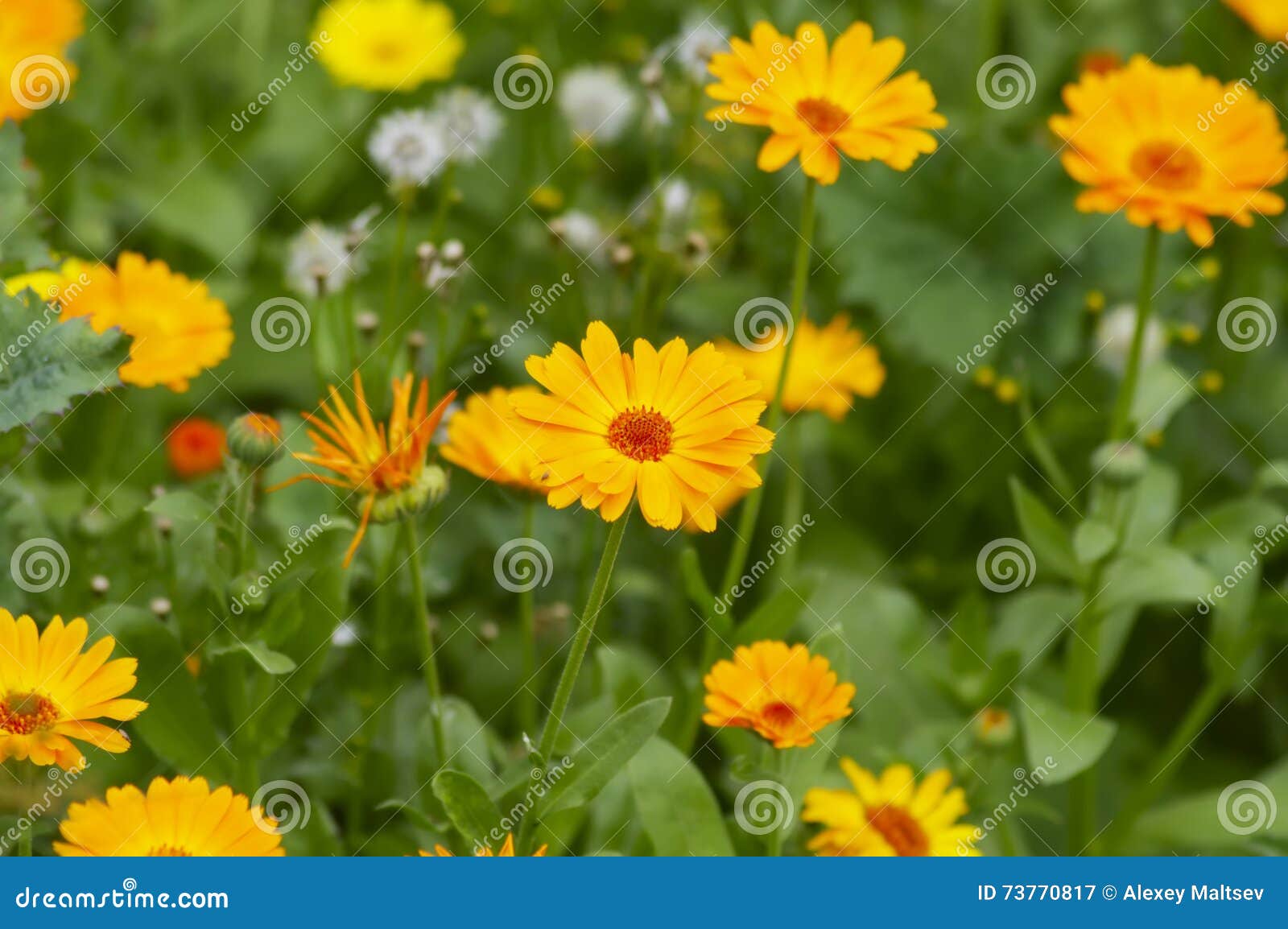 Blooming Calendula in the Summer Stock Image - Image of leaf, plant ...