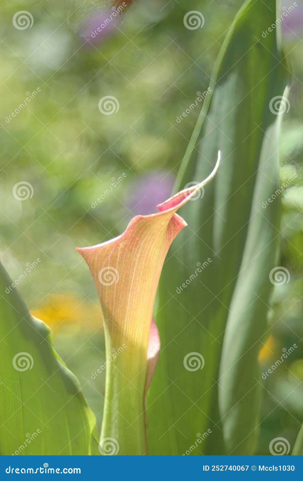 Blooming calla lily bud stock image. Image of colorful - 252740067