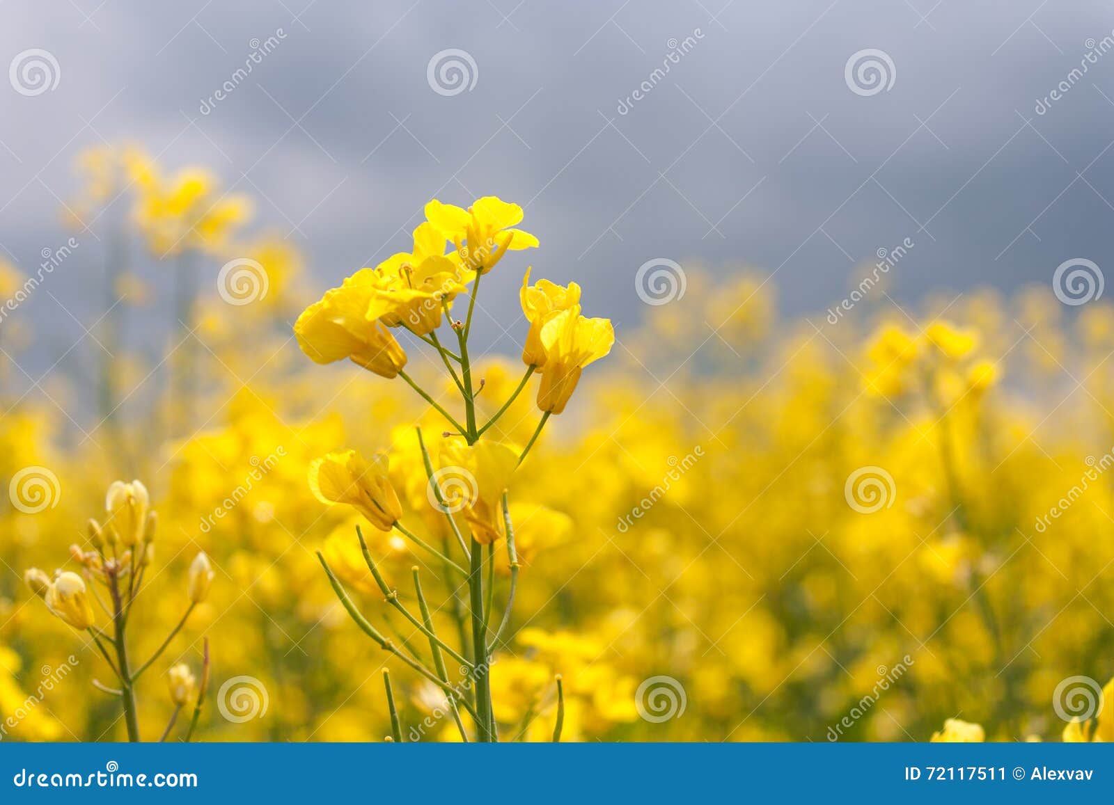 Blooming canola closeup stock image. Image of sunny, oilseed - 72117511