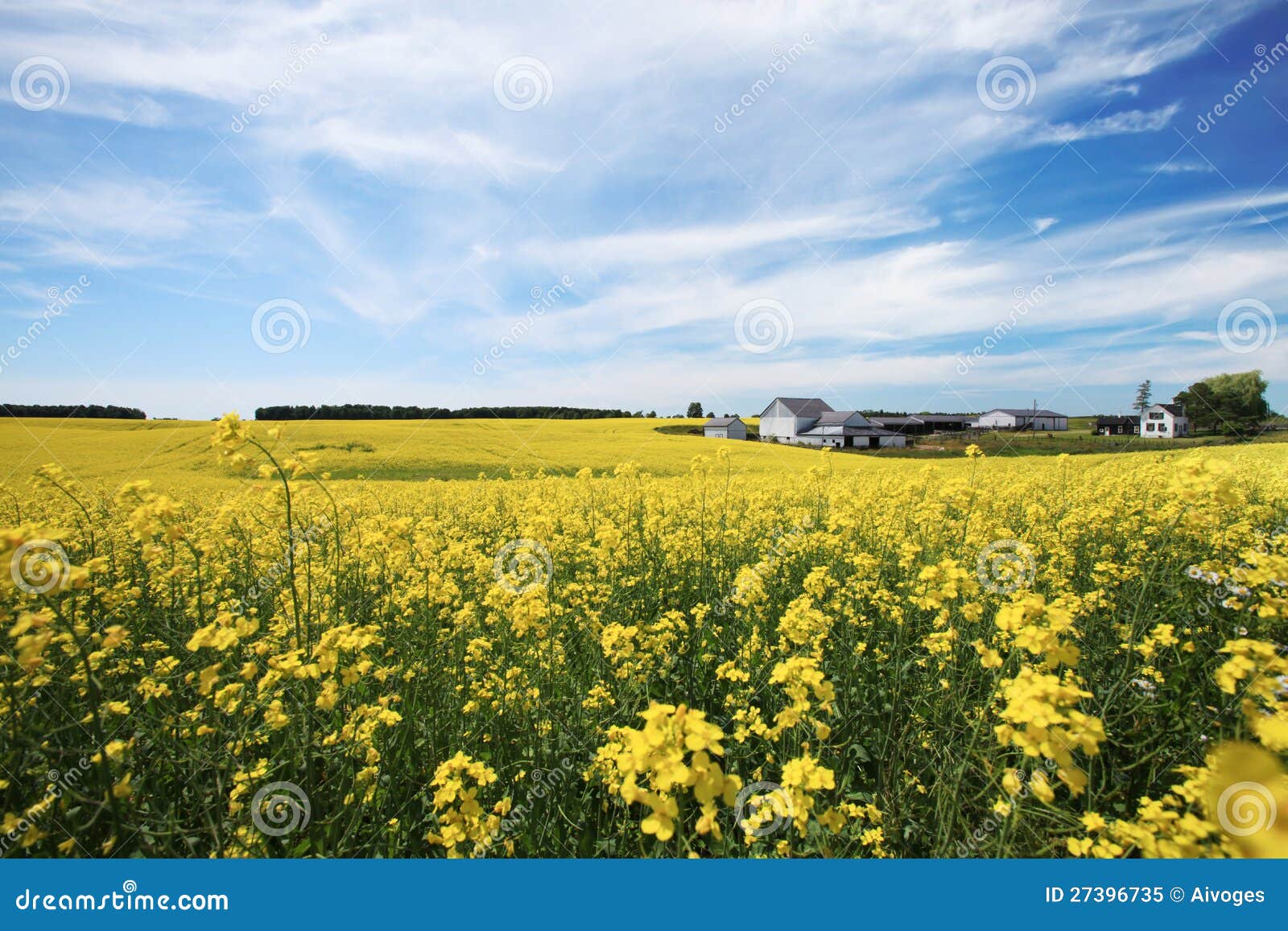 Blooming Canola Field Royalty-Free Stock Image | CartoonDealer.com ...