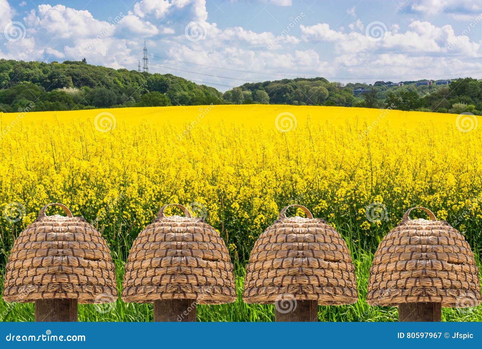 Blooming Canola Field with Blue Sky Stock Image - Image of food, gold ...