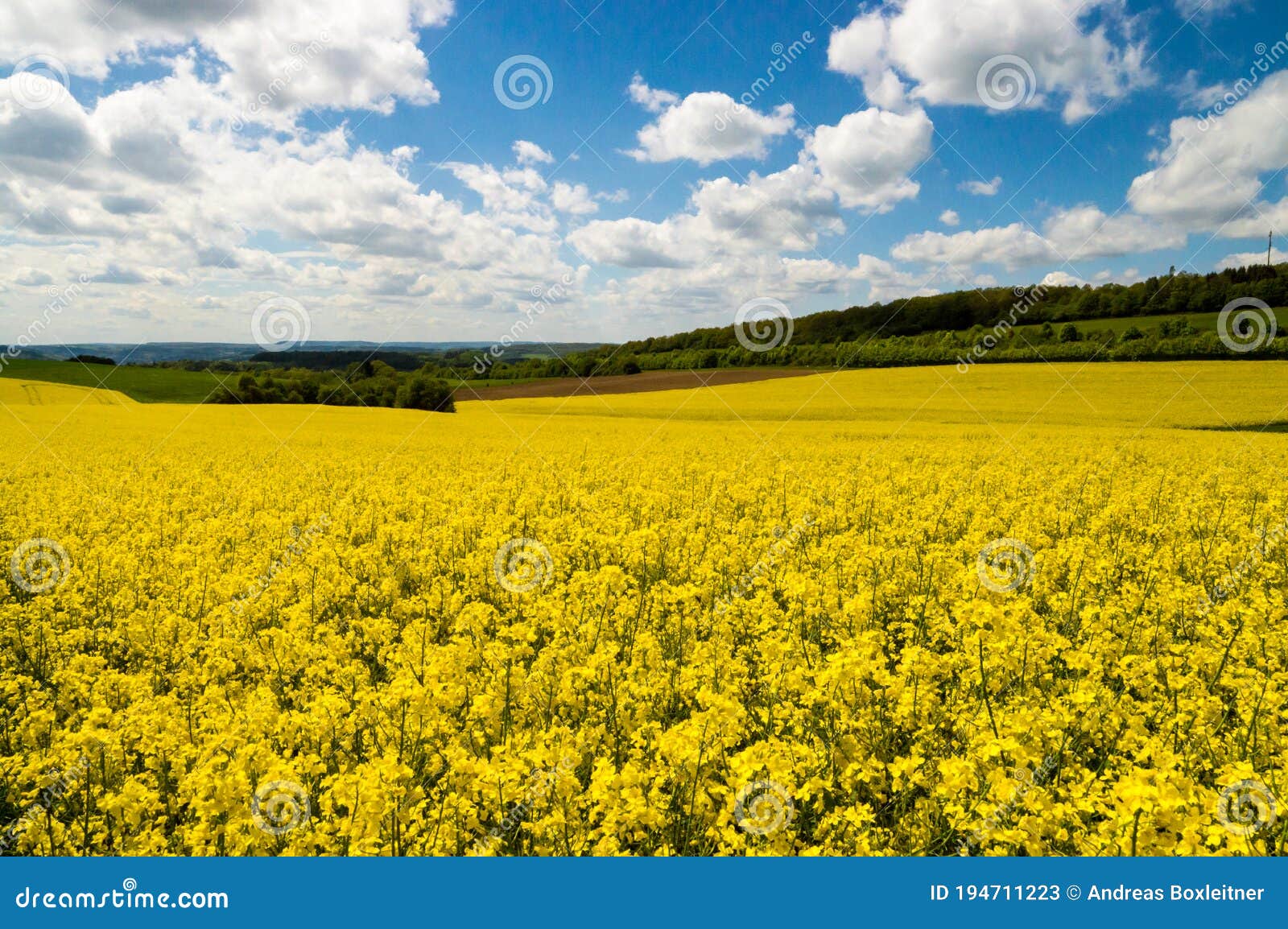 Blooming Canola Field Blue Sky Some Clouds Stock Image - Image of colza ...