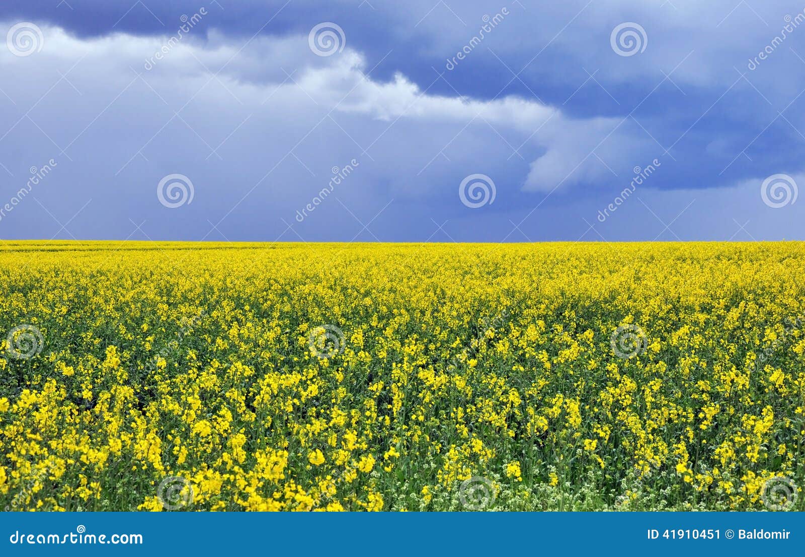 Blooming canola fields stock image. Image of palette - 41910451