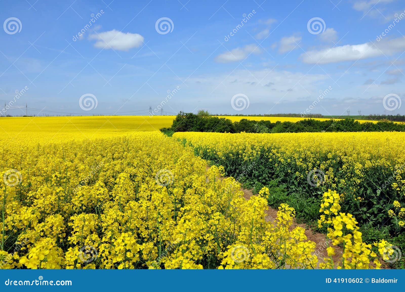 Blooming canola fields stock photo. Image of shrubs, shapes - 41910602